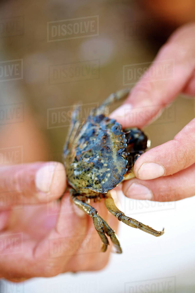 Hands holding crab - Royalty-free Stock Photo | Dissolve