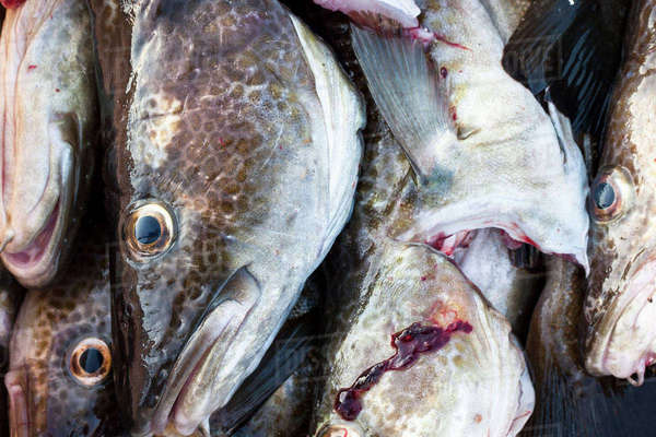 Dead fish, close-up - Stock Photo - Dissolve