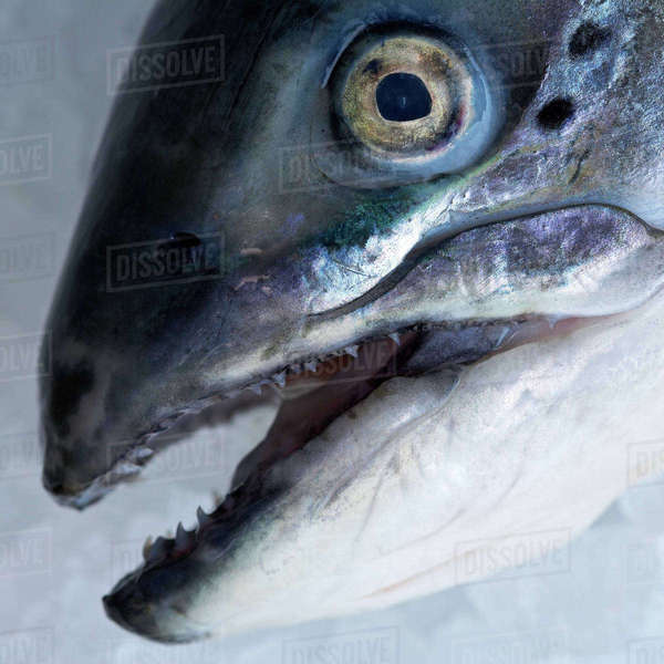 Fish head, close-up - Stock Photo - Dissolve