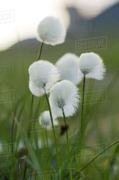 Feathery flowers - Royalty-free Stock Photo | Dissolve