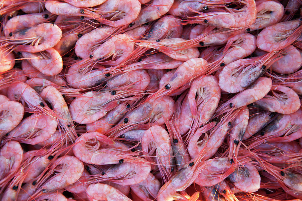 Pink prawns - Royalty-free Stock Photo | Dissolve