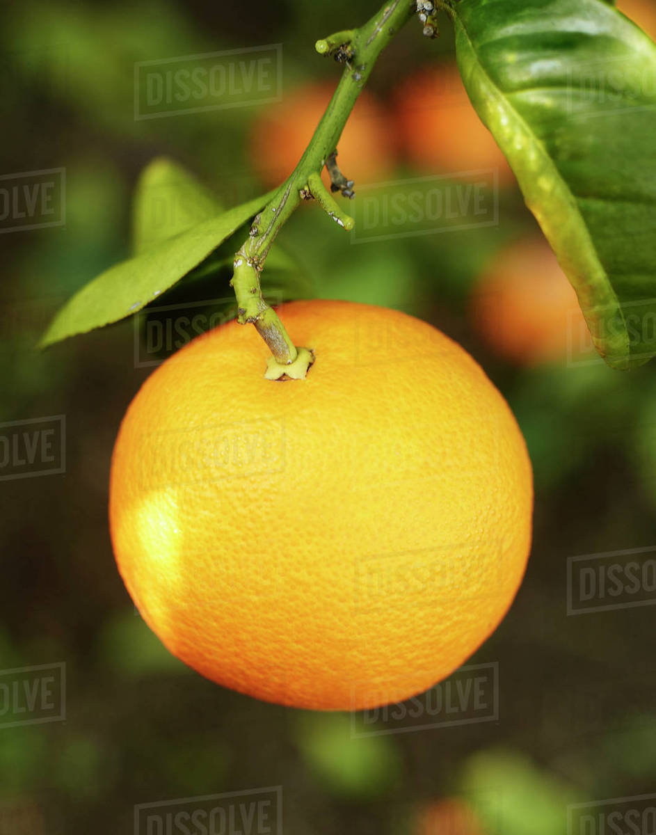 Close-up of tangerine - Stock Photo - Dissolve