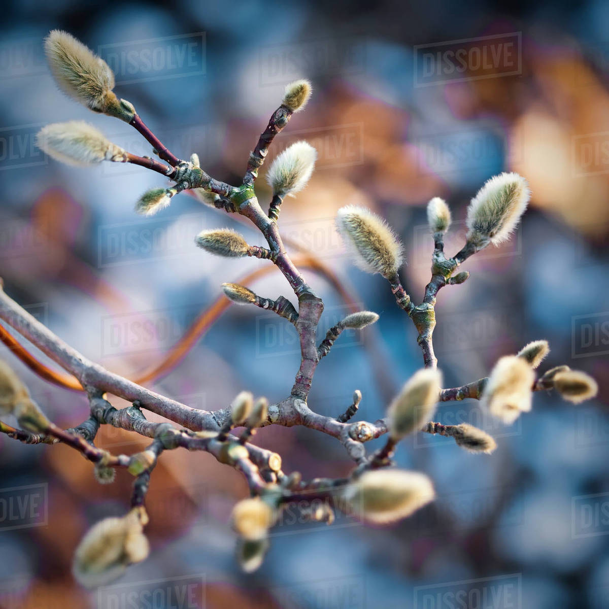 Magnolia sprout, close-up - Royalty-free Stock Photo | Dissolve