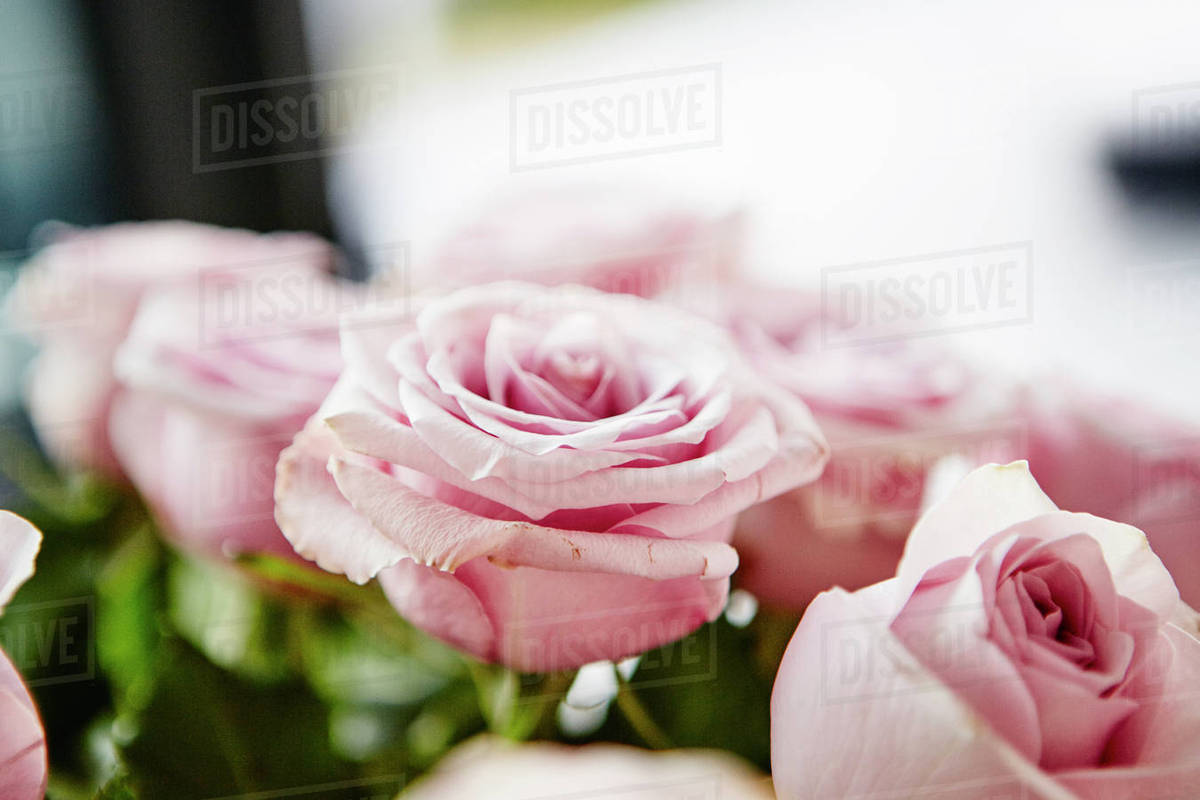 Pink roses, close-up - Royalty-free Stock Photo | Dissolve