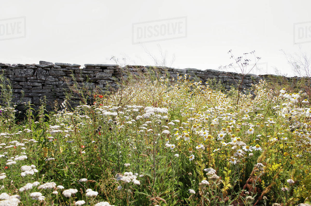 Flowering meadow, stone wall on background - Stock Photo - Dissolve