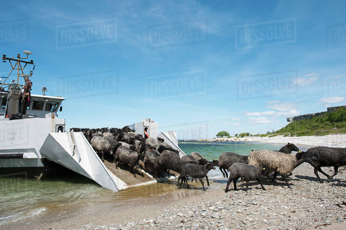 Sheep leaving boat - Royalty-free Stock Photo | Dissolve