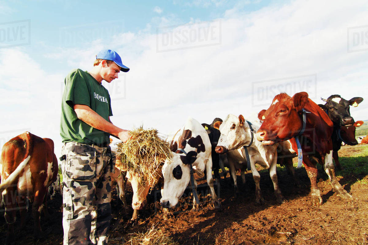 Man giving cows hay on pasture - Stock Photo - Dissolve