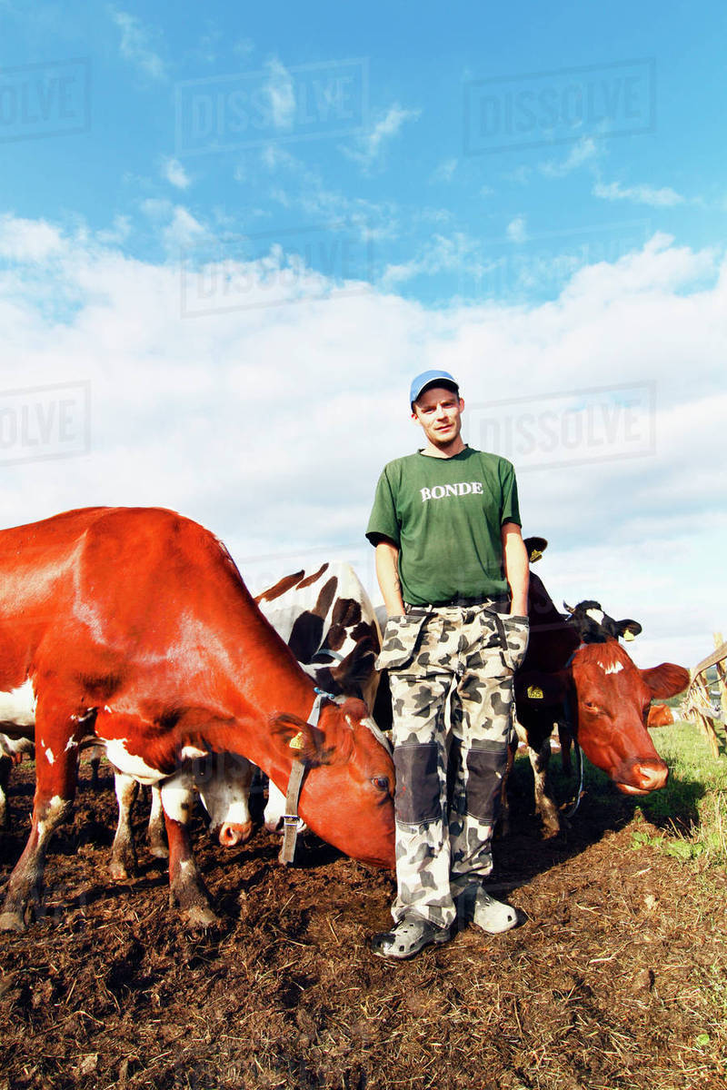 Man with cows on pasture - Royalty-free Stock Photo | Dissolve