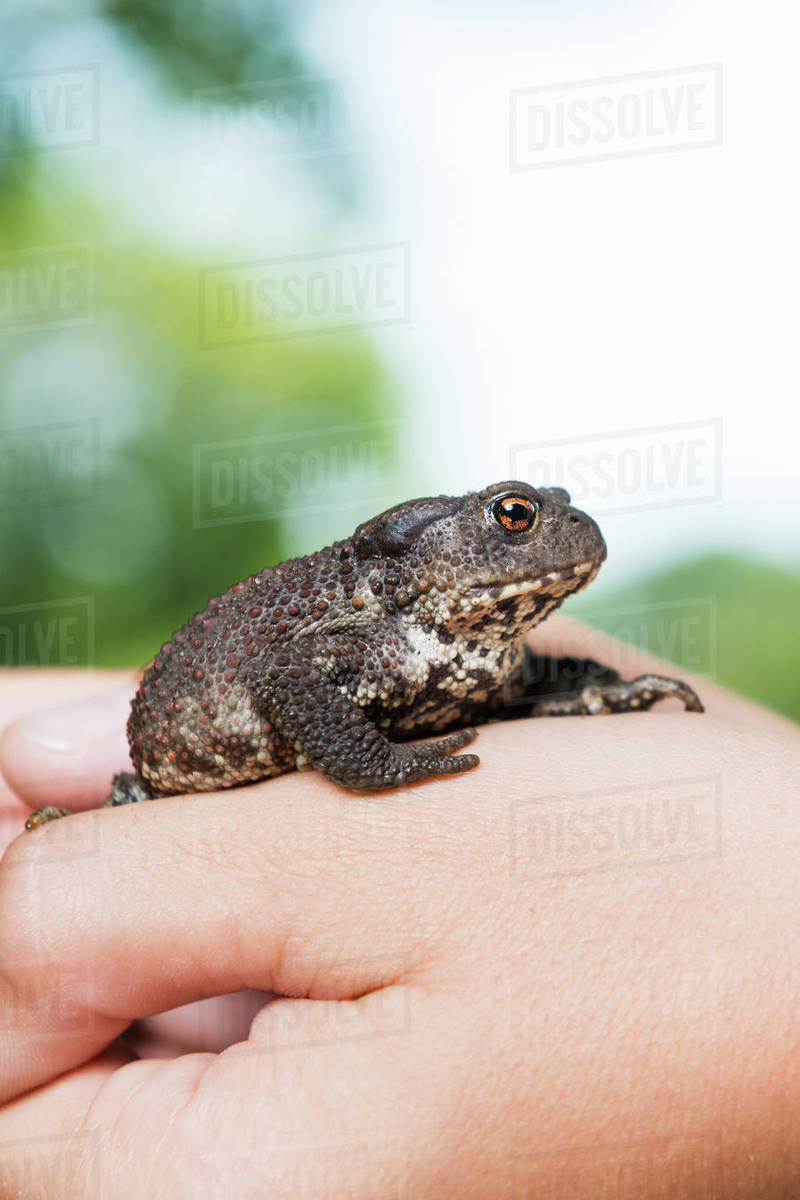 Hands holding frog - Royalty-free Stock Photo | Dissolve