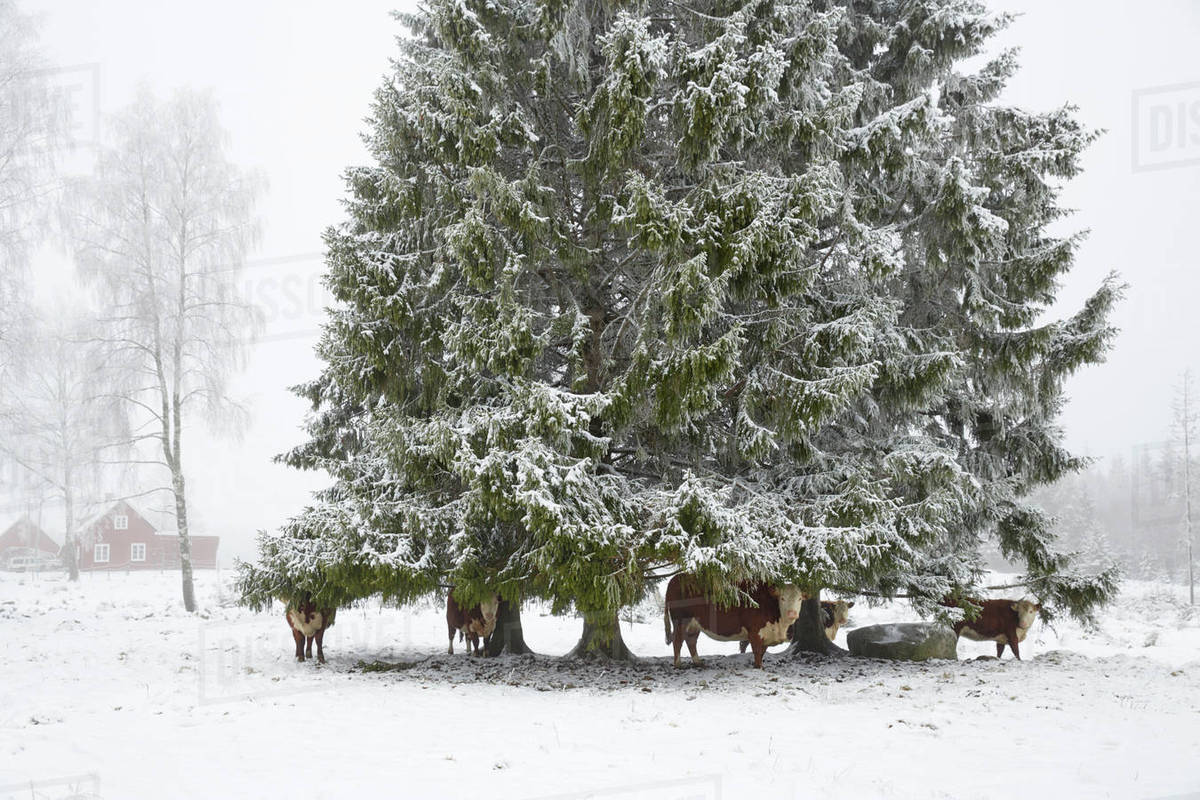 Cows at winter - Royalty-free Stock Photo | Dissolve