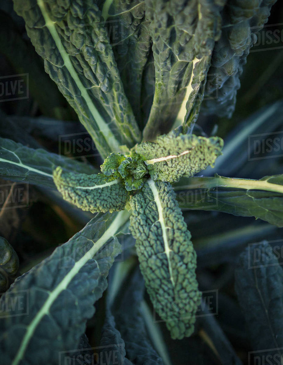 Kale, close-up - Royalty-free Stock Photo | Dissolve
