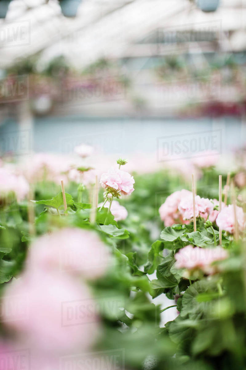 Pink flowers in greenhouse - Stock Photo - Dissolve