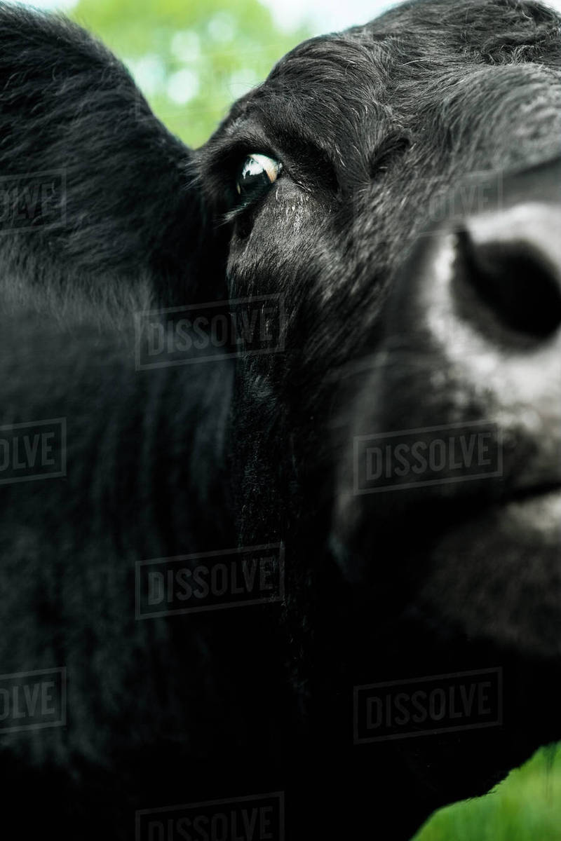 Black cow, close-up - Royalty-free Stock Photo | Dissolve