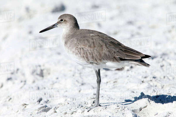 Bird on sand - Royalty-free Stock Photo | Dissolve