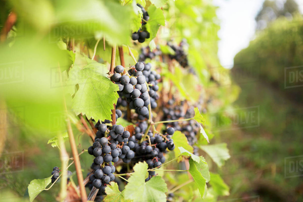 Grapes in vineyard, close-up - Royalty-free Stock Photo | Dissolve