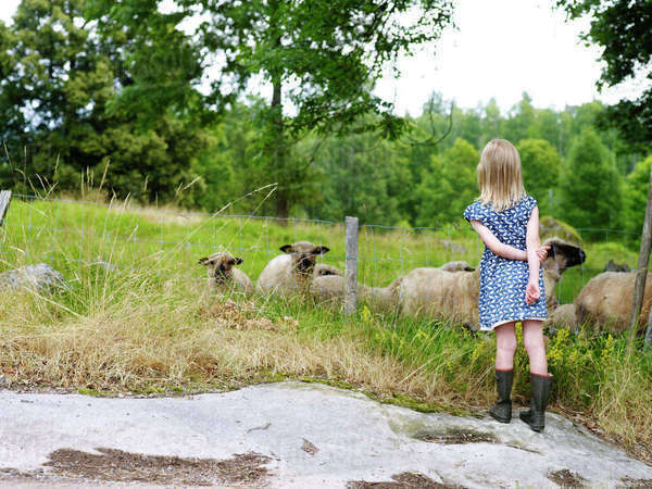 Girl looking at sheep on pasture - Royalty-free Stock Photo | Dissolve