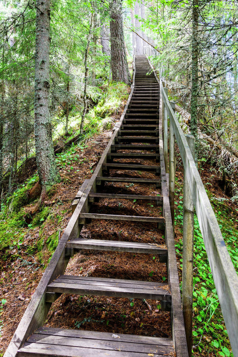 Wooden steps in forest - Royalty-free Stock Photo | Dissolve
