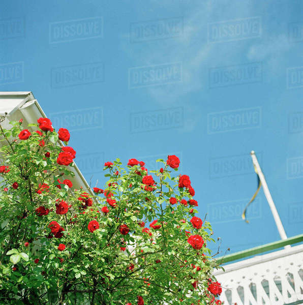 Red roses, blue sky on background - Stock Photo - Dissolve
