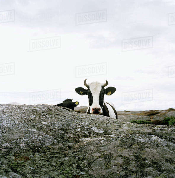 Cows among rocks - Royalty-free Stock Photo | Dissolve