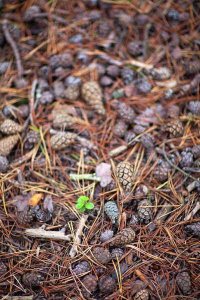 Cones on ground - Stock Photo - Dissolve
