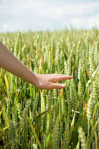 Hand above green wheat - Stock Photo - Dissolve
