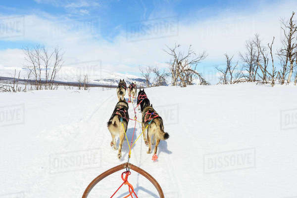 Dogs pulling sledge - Royalty-free Stock Photo | Dissolve