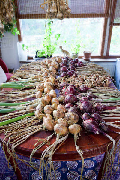 Drying onion - Royalty-free Stock Photo | Dissolve