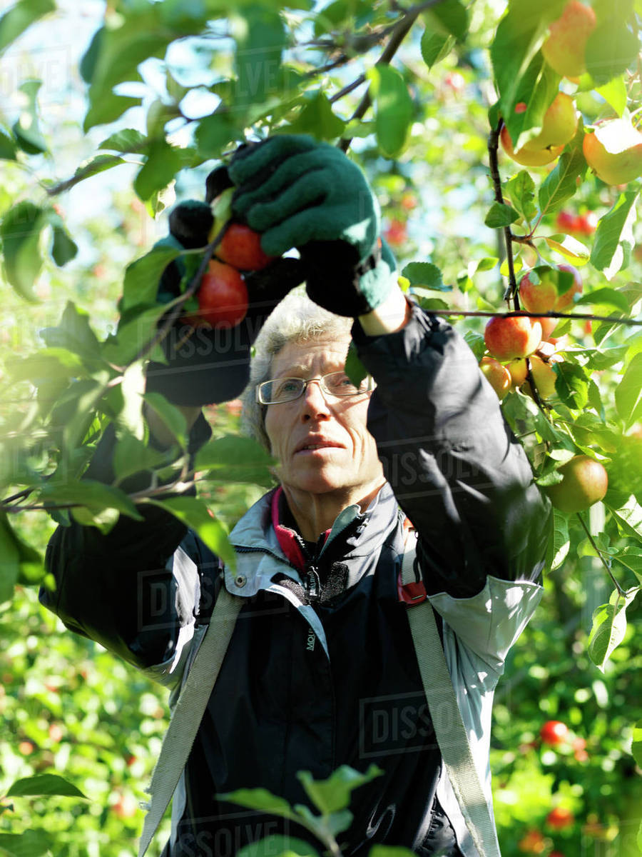 Man picking apples - Stock Photo - Dissolve