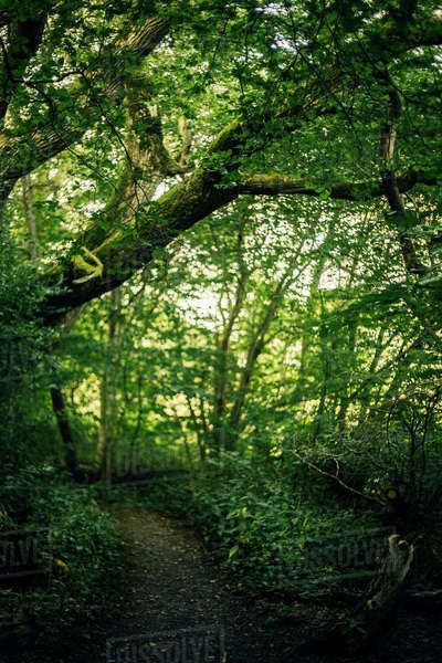 Footpath through forest - Royalty-free Stock Photo | Dissolve