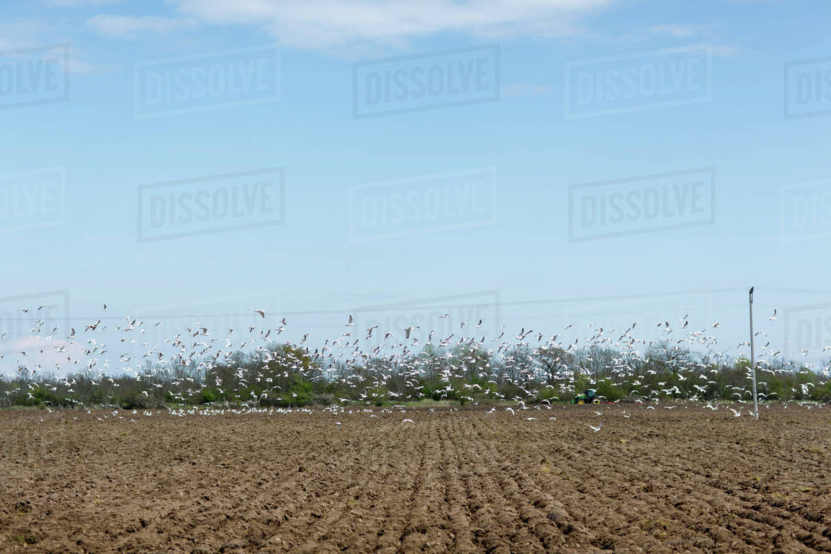 Flock of birds over field - Royalty-free Stock Photo | Dissolve
