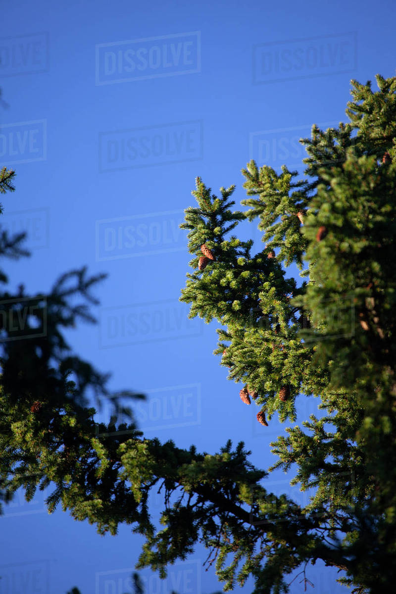 Conifer tree branch against blue sky - Royalty-free Stock Photo | Dissolve