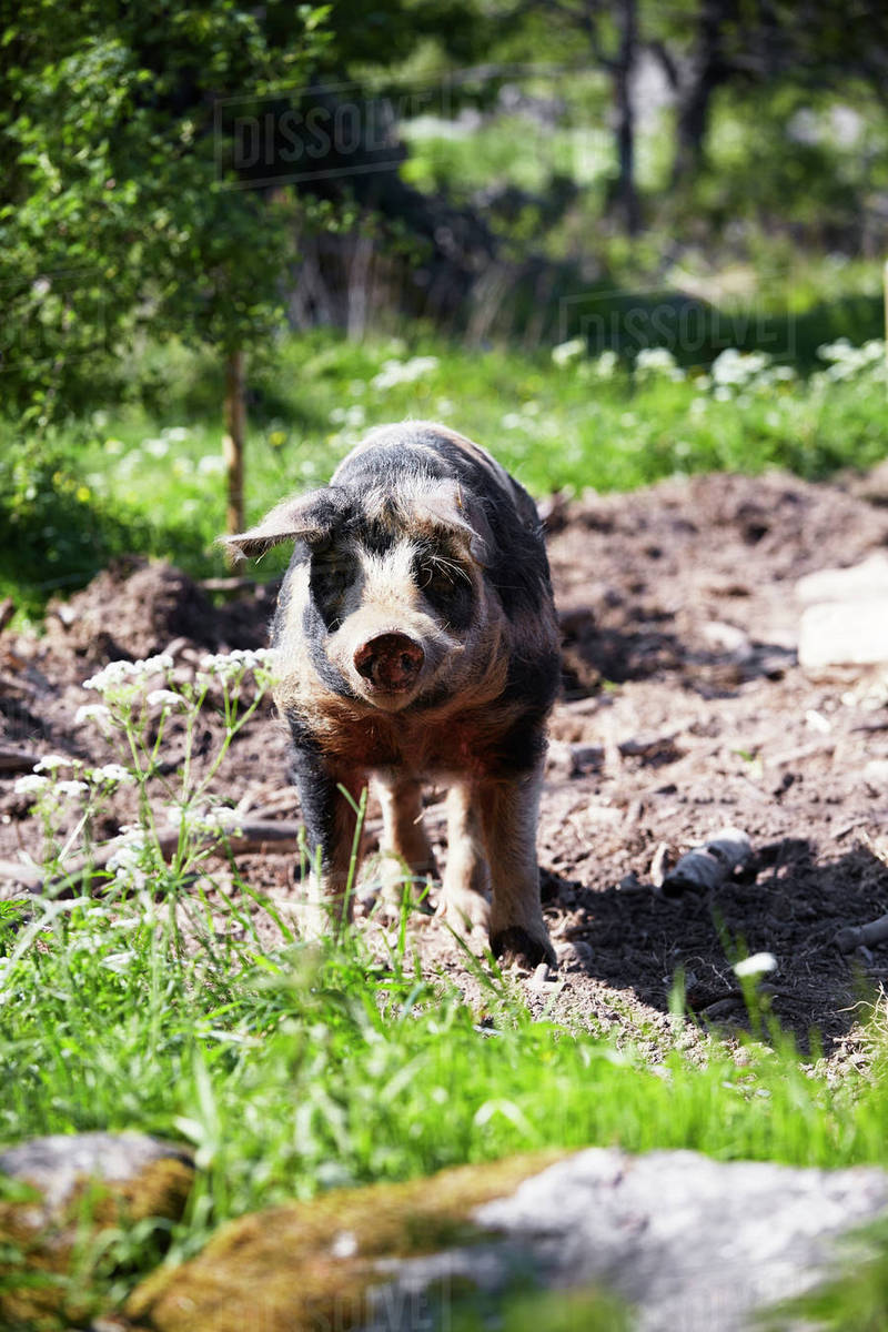 Pig looking at camera - Royalty-free Stock Photo | Dissolve