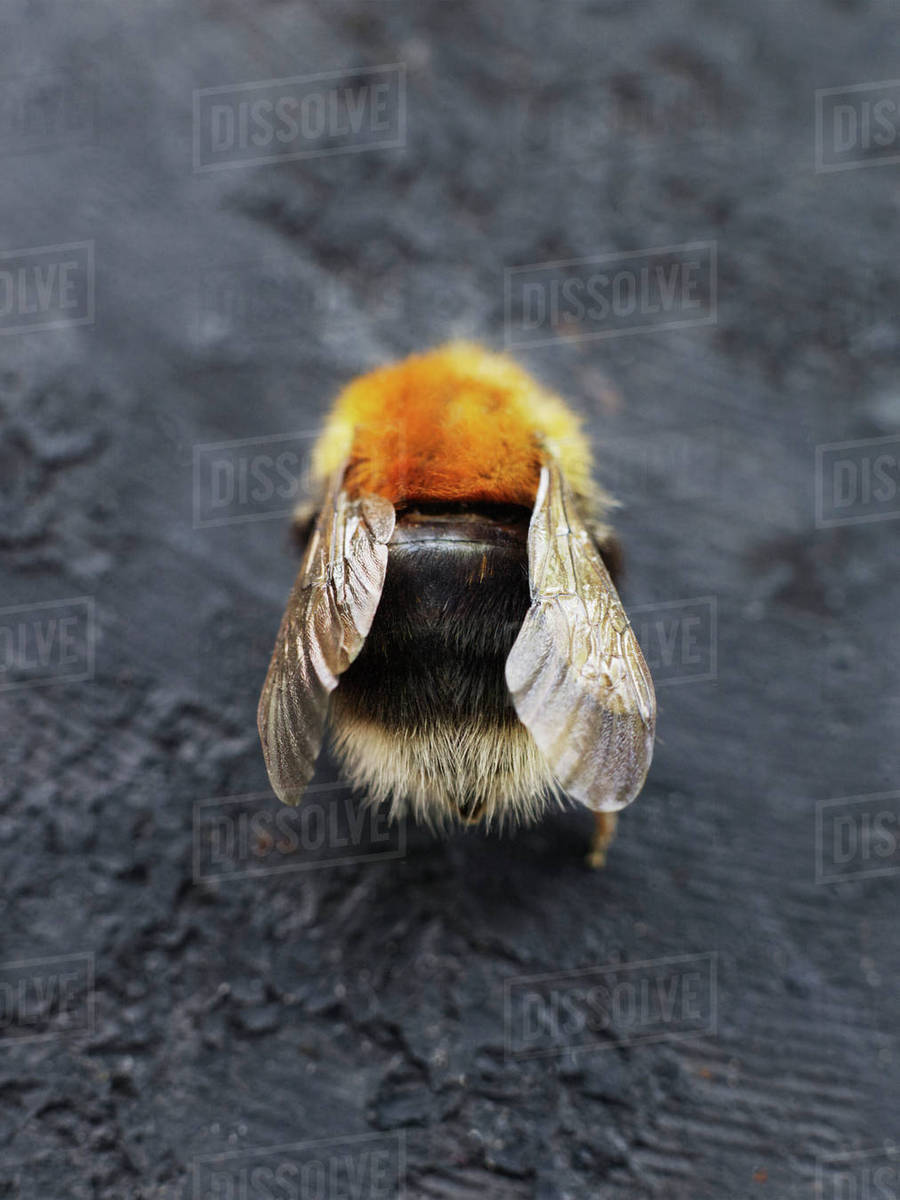 Bumblebee, close-up - Royalty-free Stock Photo | Dissolve