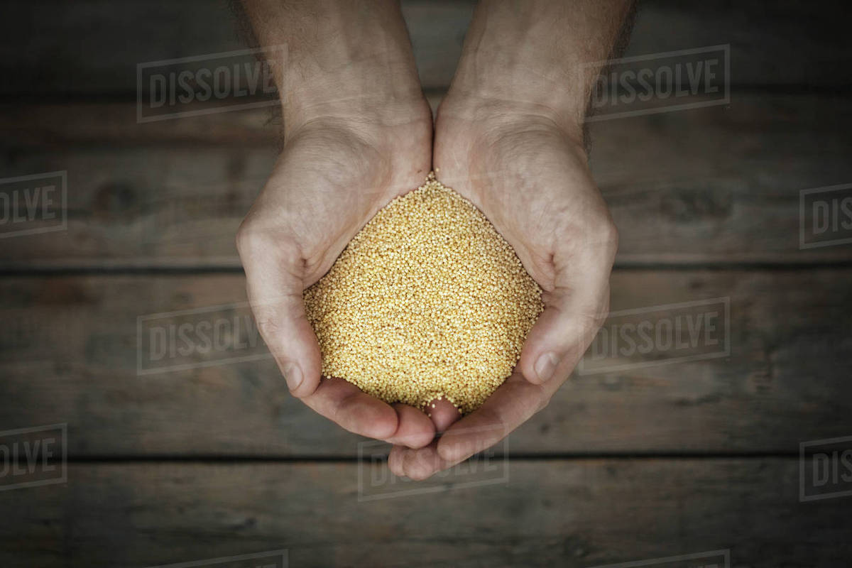 Millets in mans hands, close-up - Royalty-free Stock Photo | Dissolve