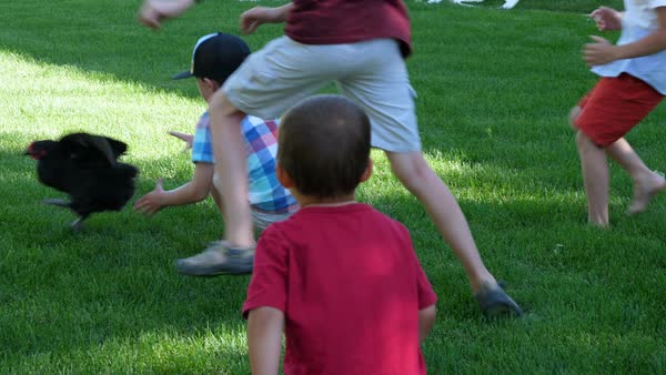 Little kids playing with and chasing a chicken around the lawn at a ...
