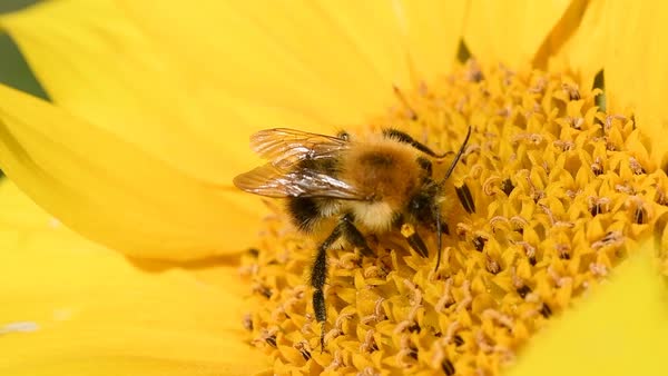 Bee foraging on a sunflower rocking in the wind. Close up macro footage ...