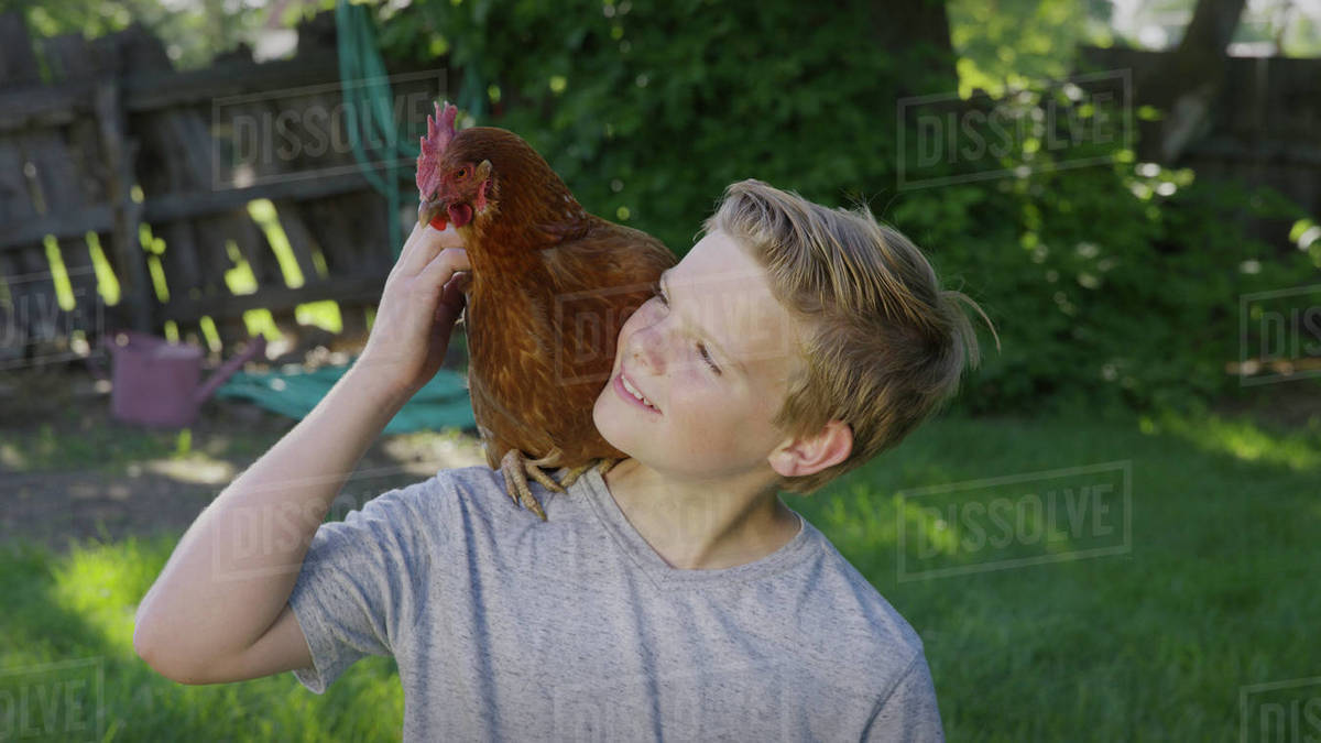 High angle view of smiling boy petting rooster on shoulder in backyard ...