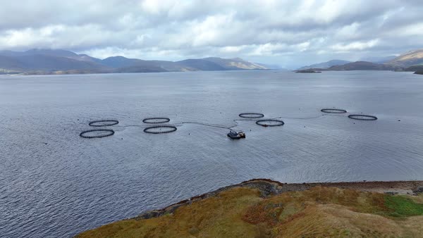 Sea Farm Aquaculture Nets Used for Intensive Fish Farming - 4K Royalty ...