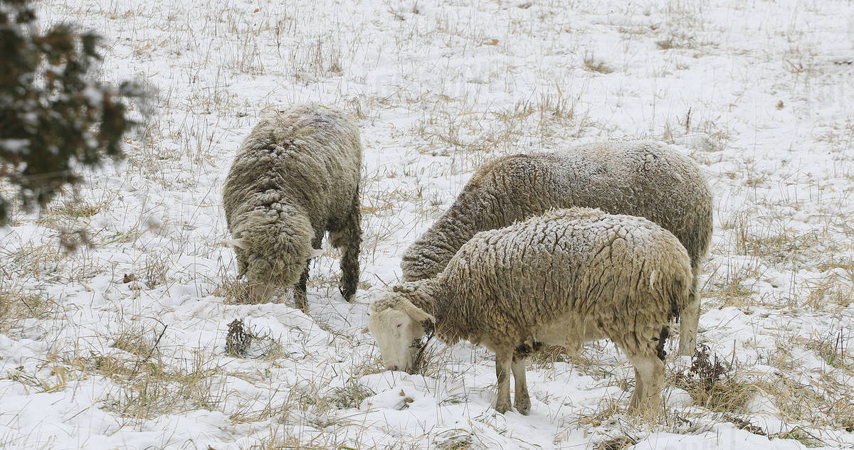 Some sheep in a snowy field in winter - Royalty-free Stock Photo | Dissolve
