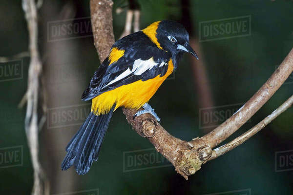 A Venezuelan Troupial, Icterus icterus, perched - Royalty-free Stock ...