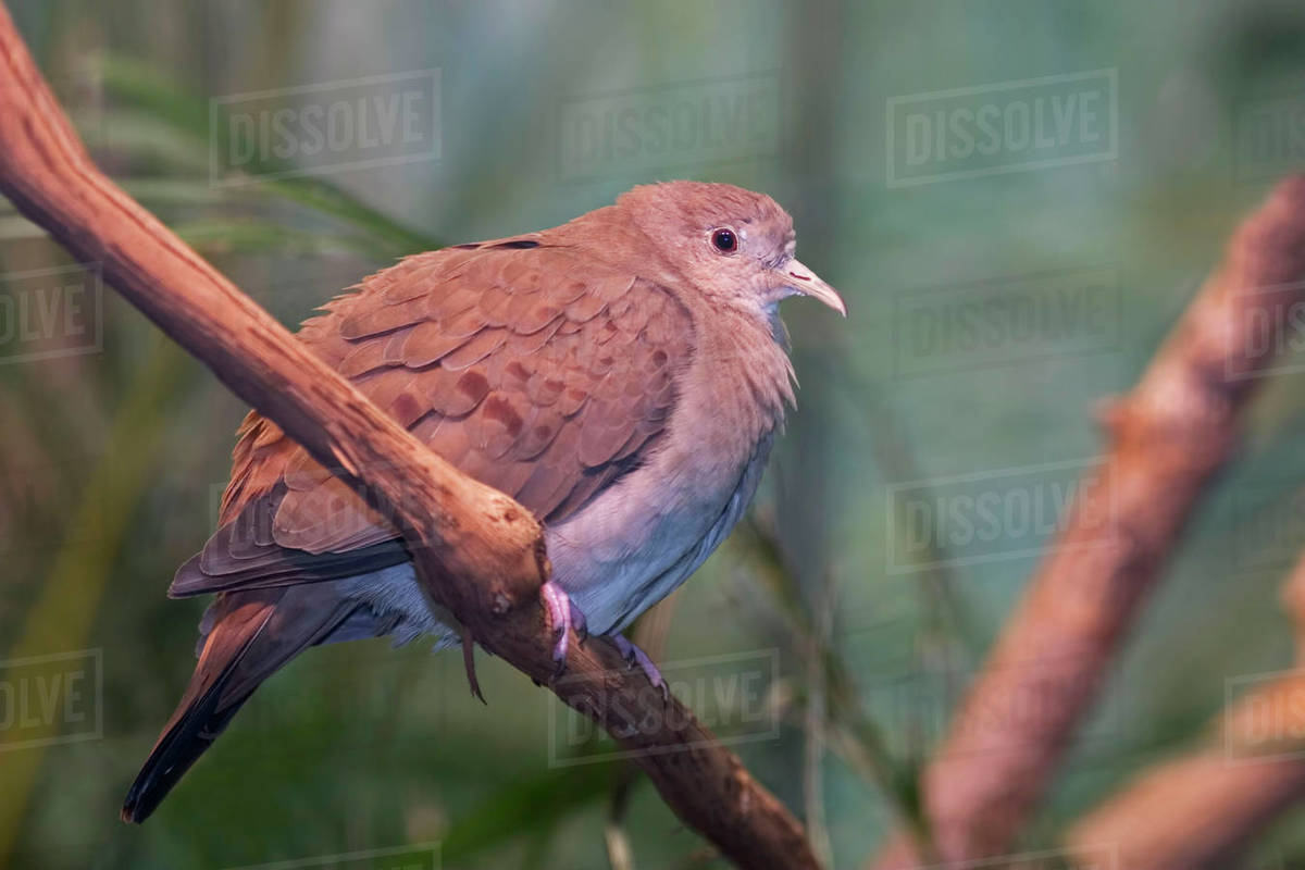 A Perched female Blue Ground Dove, Claravis pretiosa - Royalty-free ...