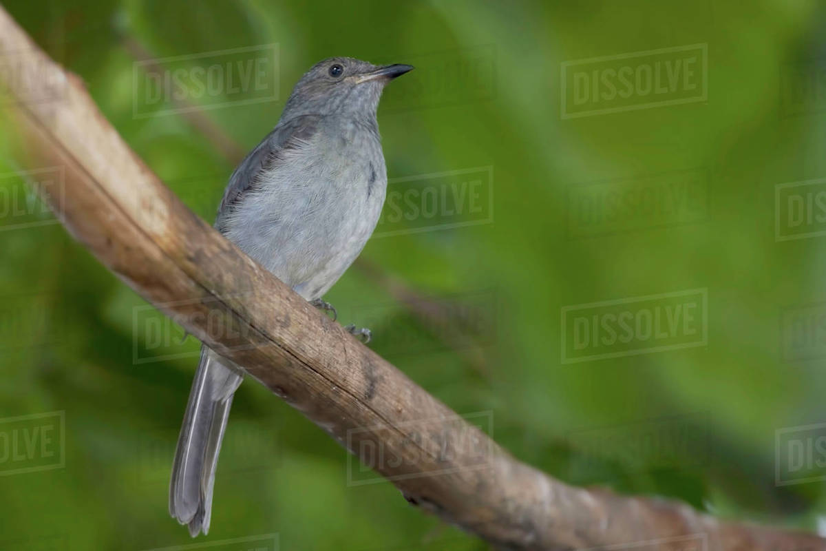 A Screaming Piha, Lipaugus vociferans, perched - Stock Photo - Dissolve