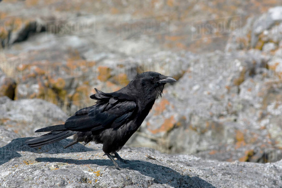 A Northwestern Crow, Corvus caurinus, on rocks - Royalty-free Stock ...
