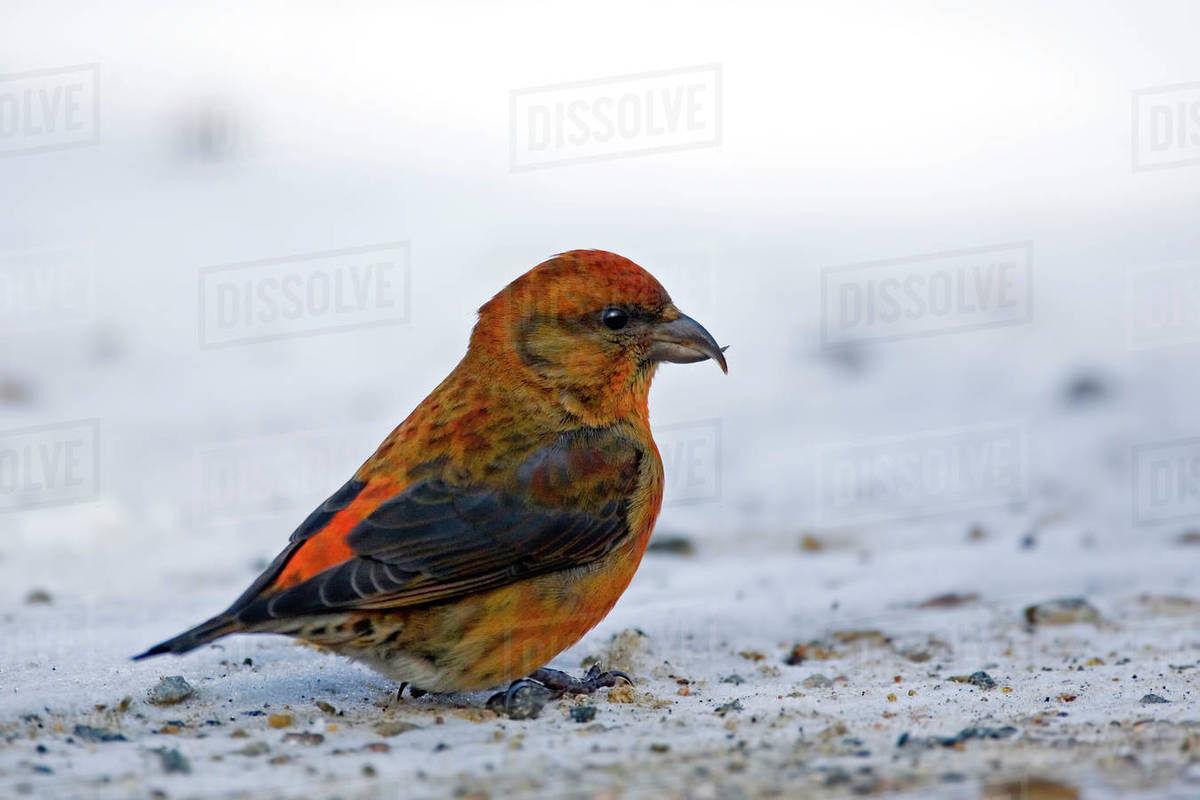 A Male Red Crossbill, Loxia curvirostra, on ground - Royalty-free Stock ...