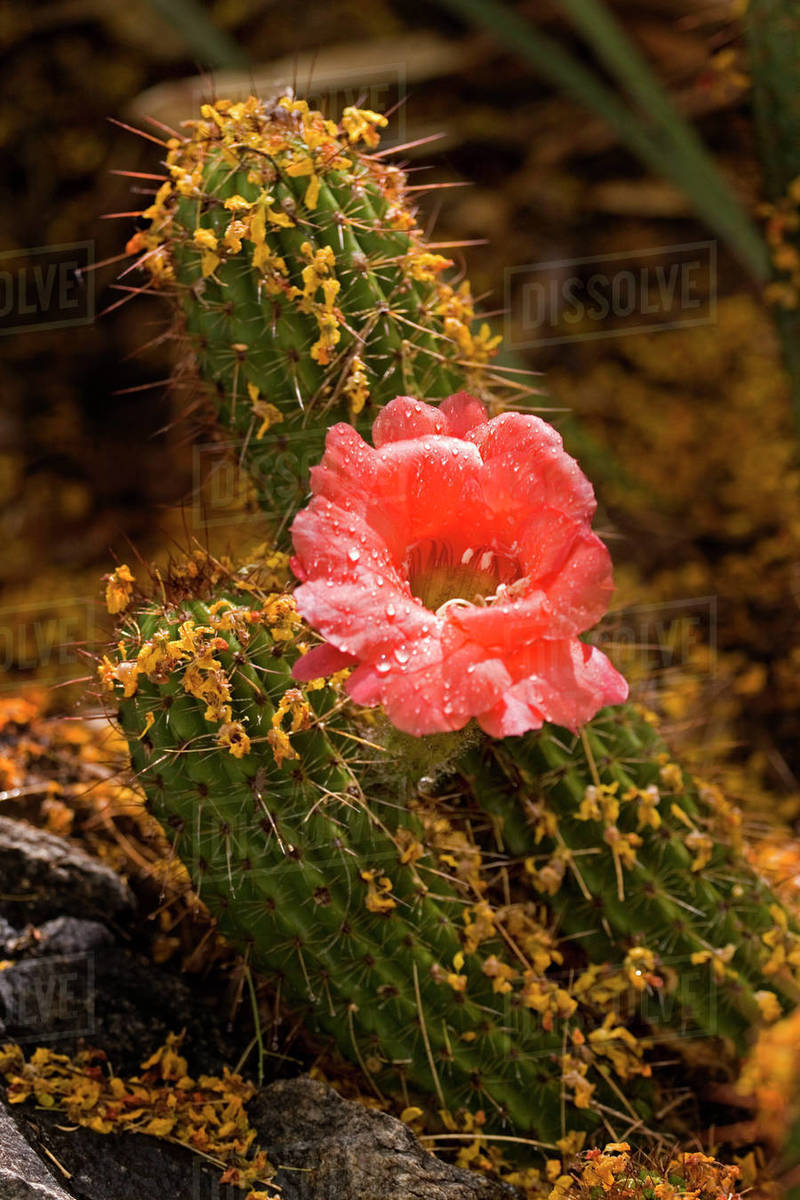 A Hybrid Torch Cactus from Sonora desert - Stock Photo - Dissolve
