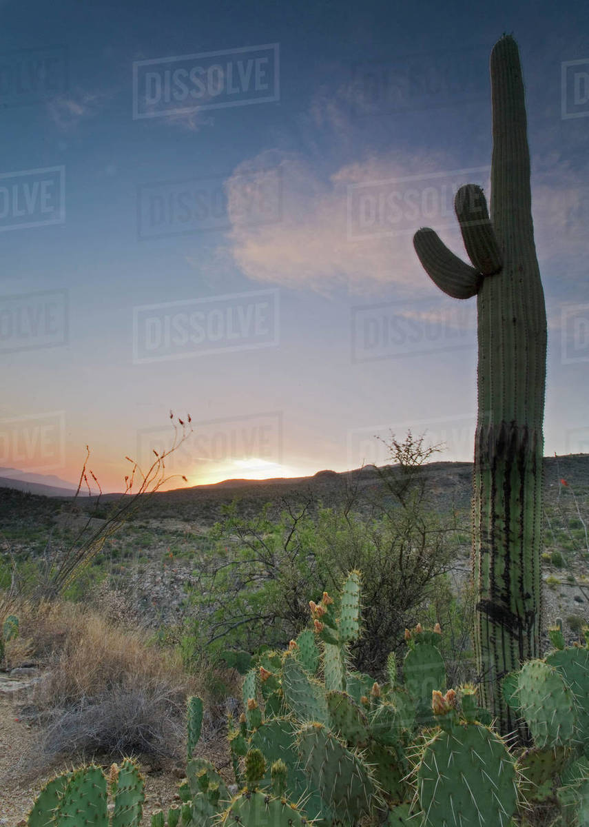 A Saguaro Cactus seen at sunset - Stock Photo - Dissolve