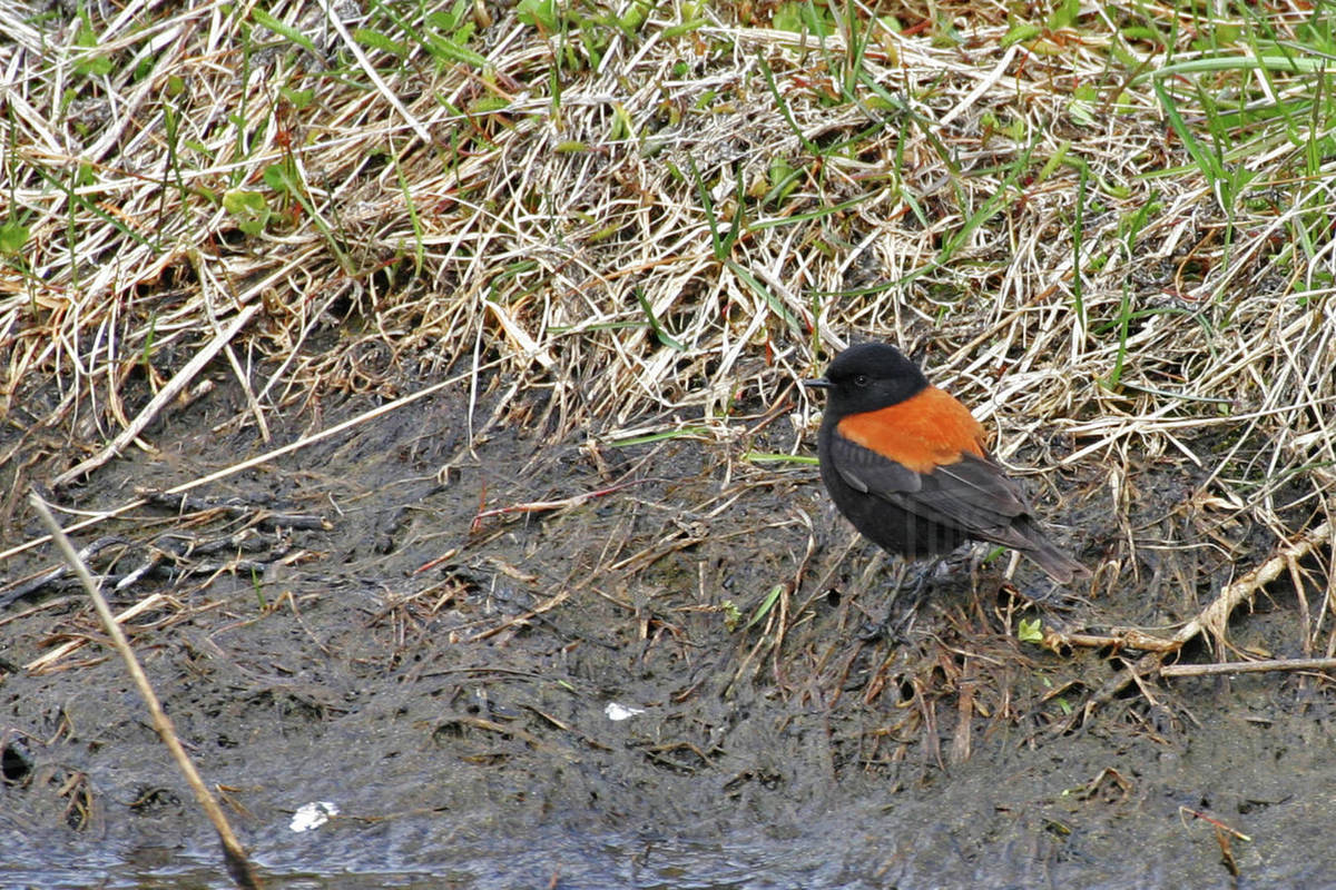 An Austral Negrito, Lessonia rufa, on ground - Royalty-free Stock Photo ...