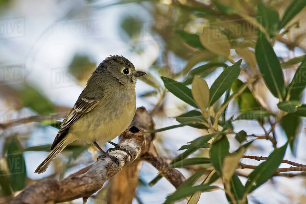 A Cordilleran Flycatcher, Empidonax occidentalis, perched in tree ...