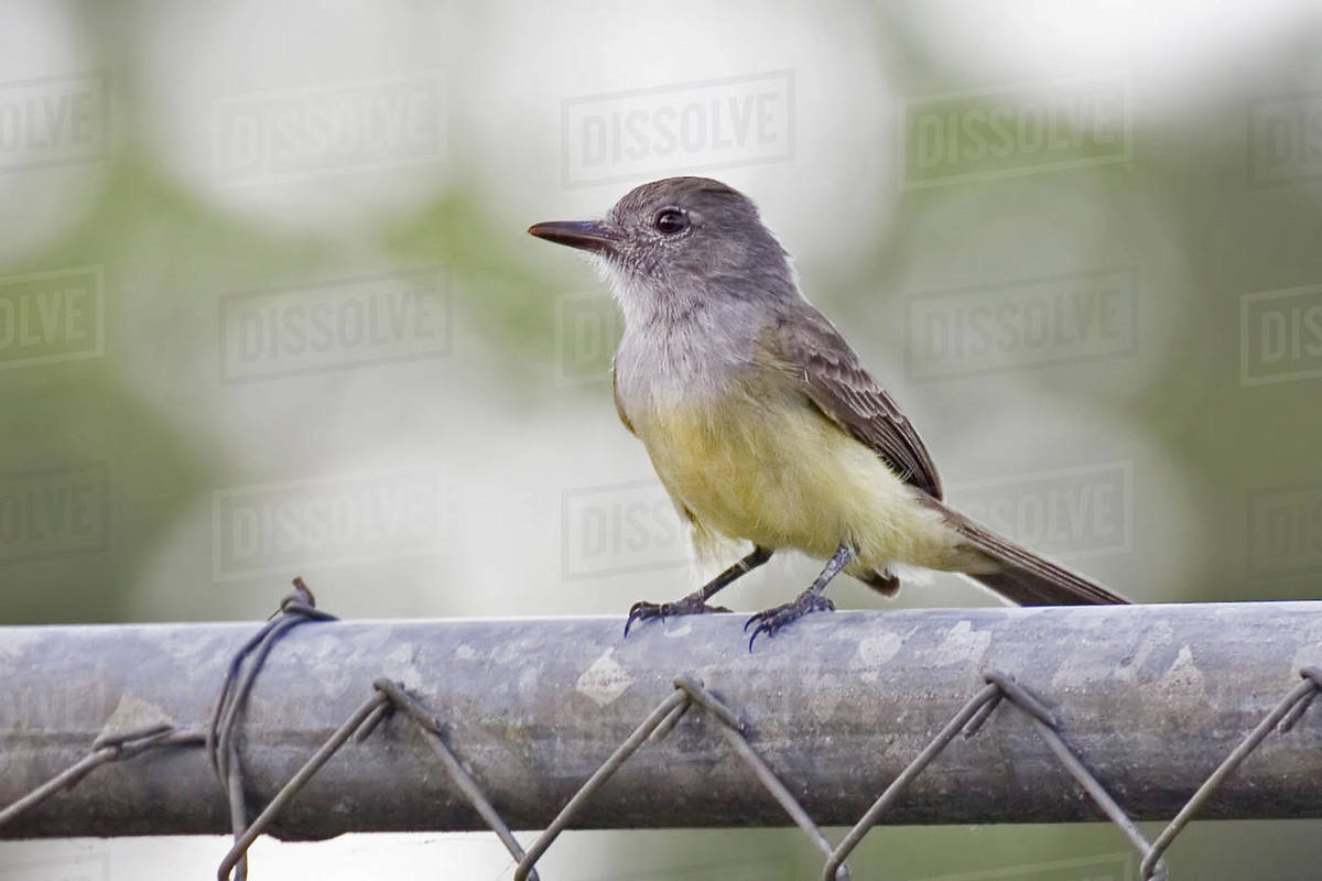 A Panama Flycatcher, Myiarchus panamensis, perched on fence - Stock ...