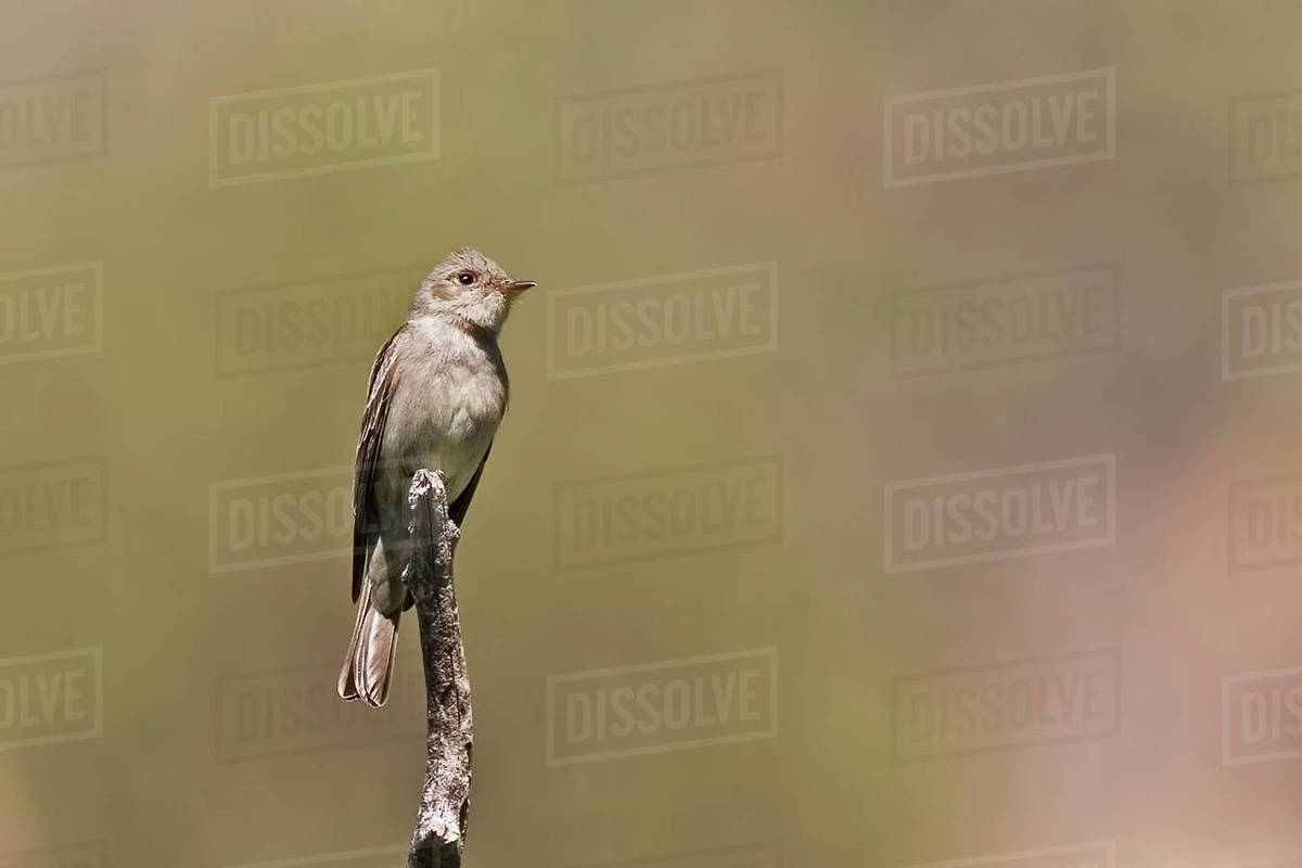 A Western Wood Pewee, Contopus sordidulus, perched - Stock Photo - Dissolve
